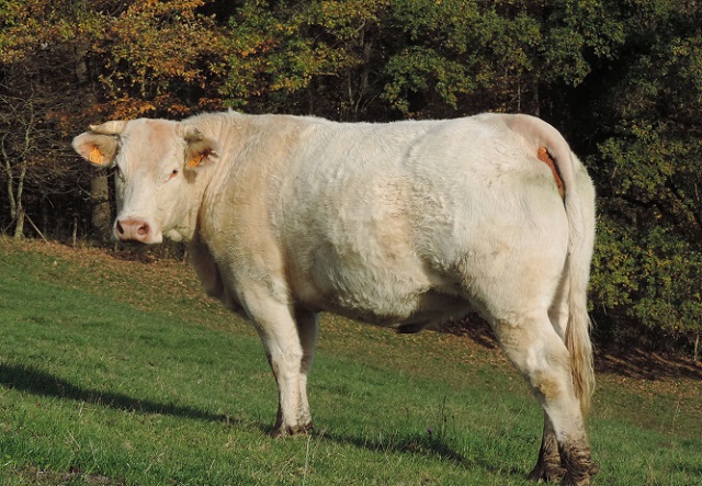 Vaches pleines: OUPETTE VENDUE